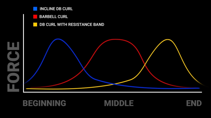 Best Bicep Exercises for Mass - Workout For Muscle Growth