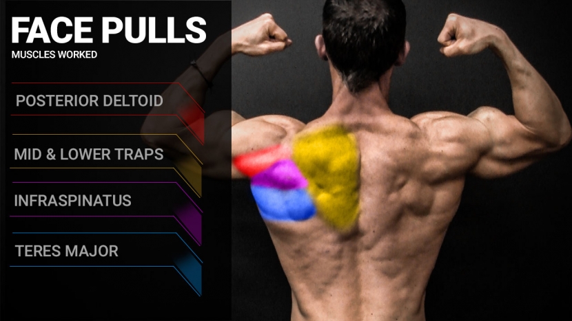 How To Do Face Pulls - Face Pull Step by Step Guide