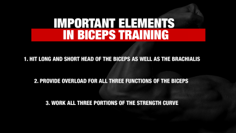 Bicep Workouts | Best Exercises for Muscle and Strength