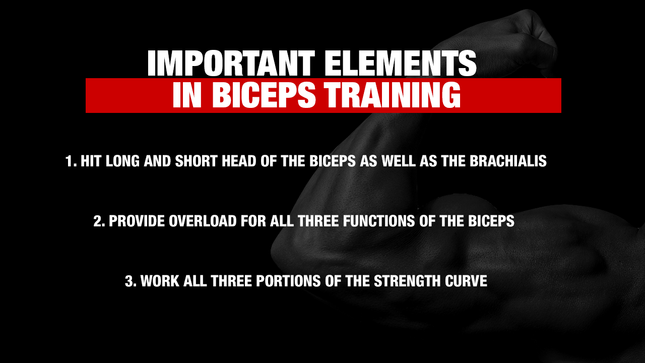 Bicep Workouts | Best Exercises for Muscle and Strength
