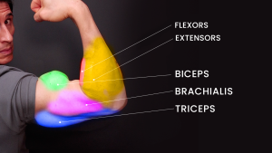 Arm Workouts | Exercises for Muscle & Strength | ATHLEAN-X